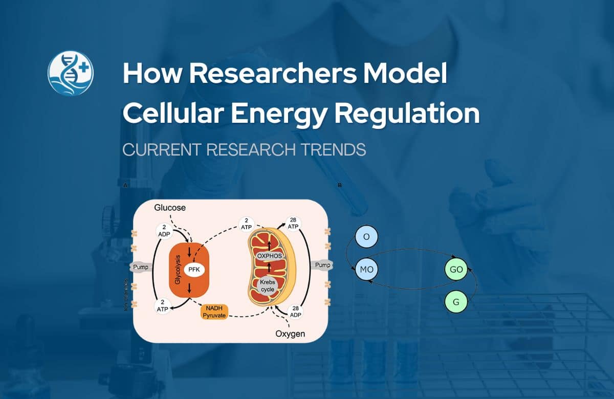 How Researchers Model Cellular Energy Regulation - RIVER PEPTIDES LTD